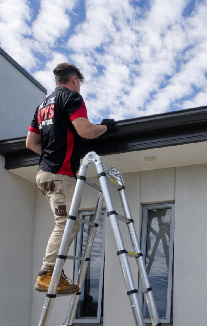 Pest Inspection Gold Coast | The Local Guys