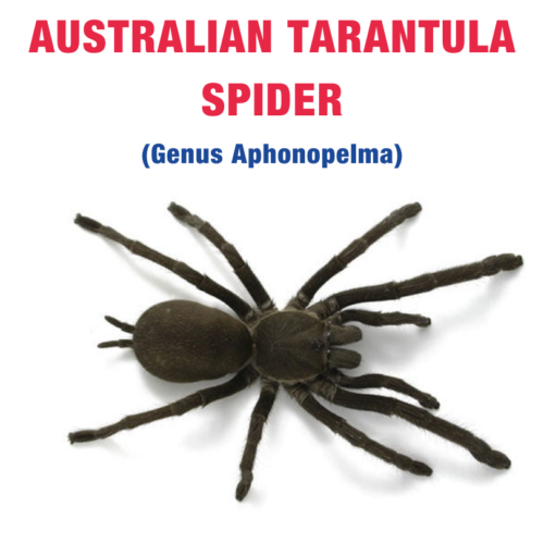 Common Spiders in Australia | The Local Guys Pest Control | 13 11 05