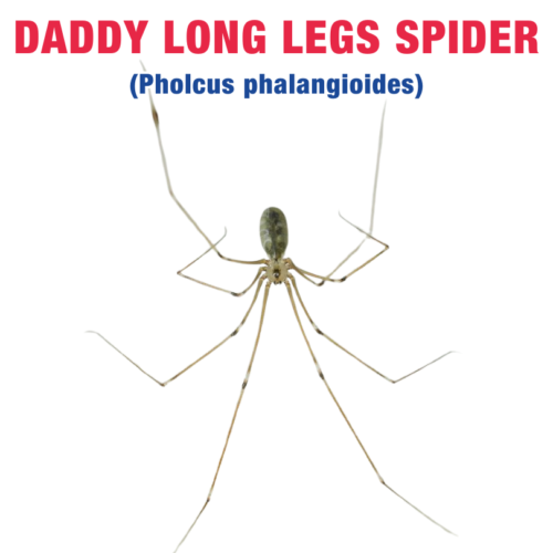 Common Spiders in Australia | The Local Guys Pest Control | 13 11 05