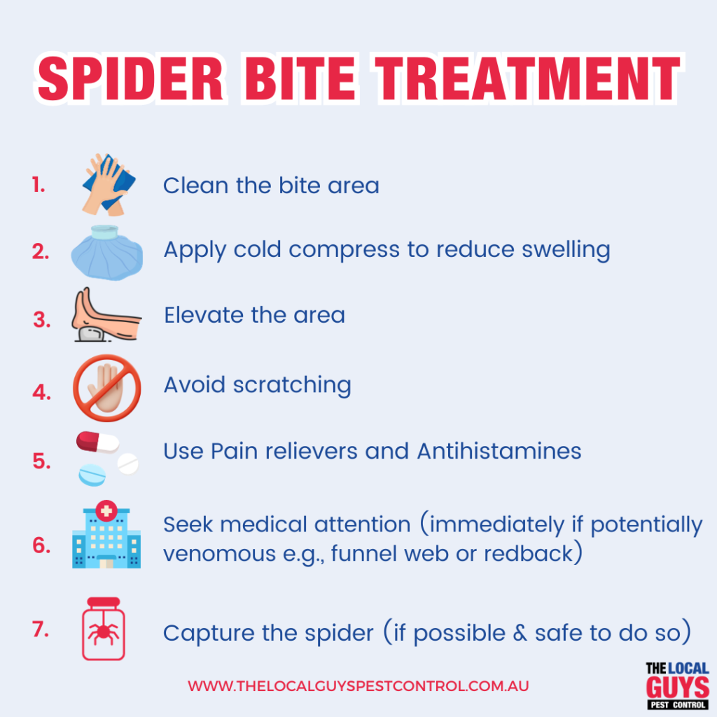 Common Spiders in Australia | The Local Guys Pest Control | 13 11 05