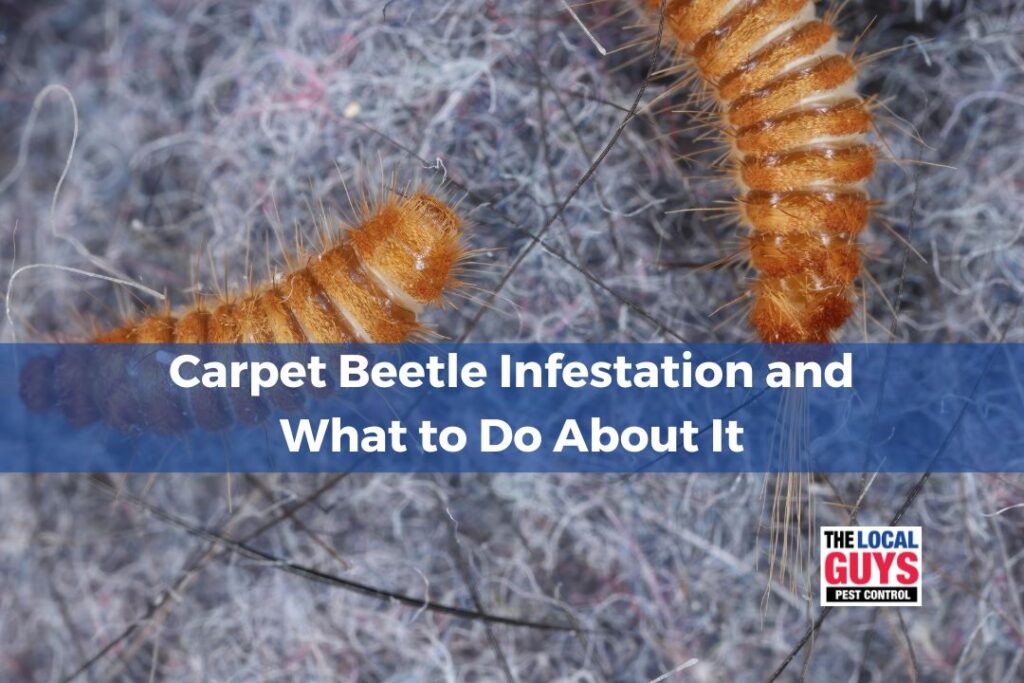 Carpet Beetle Infestation and What to Do About It | The Local Guys Pest ...