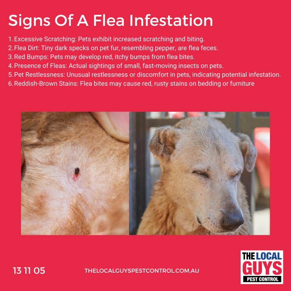 Common Signs Of A Flea Infestation What To Look For The Local Guys