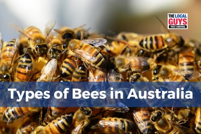 Types of Bees in Australia | 13 11 05 | The Local Guys Pest Control
