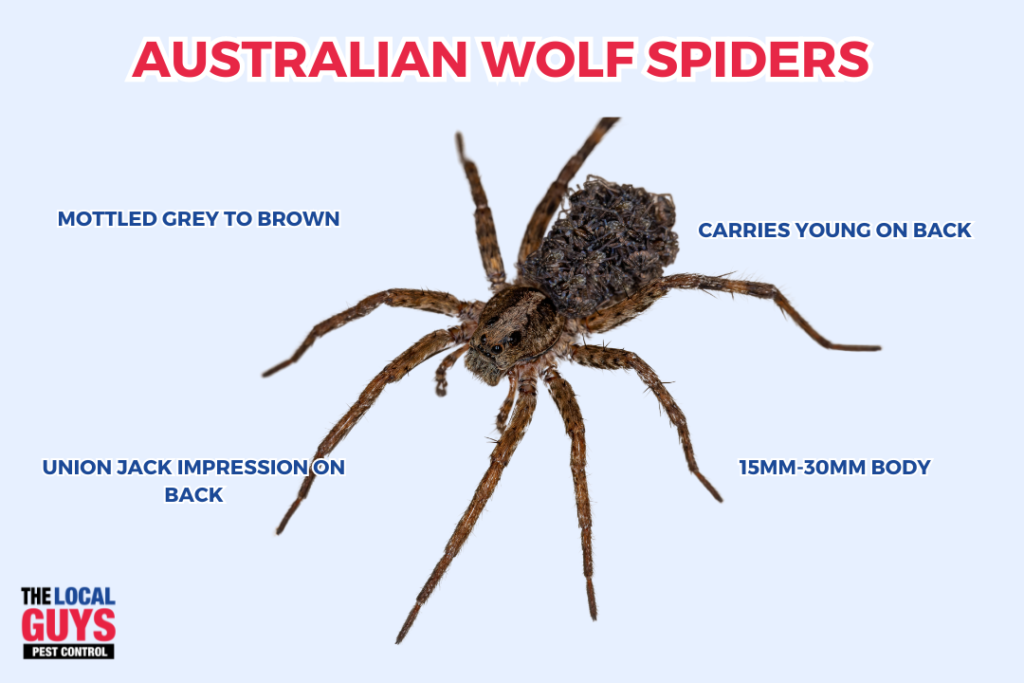 Australian Wolf Spider - The Local Guys - Pest Control & Termite Treatments