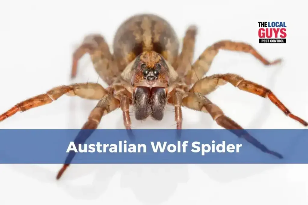 Wolf Spider Identification Common New York Spiders & Where They Hide