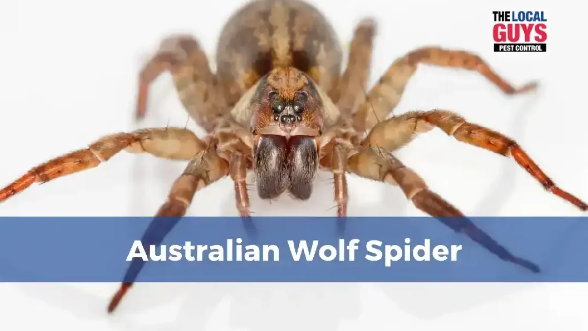 Recluse Spider Australia