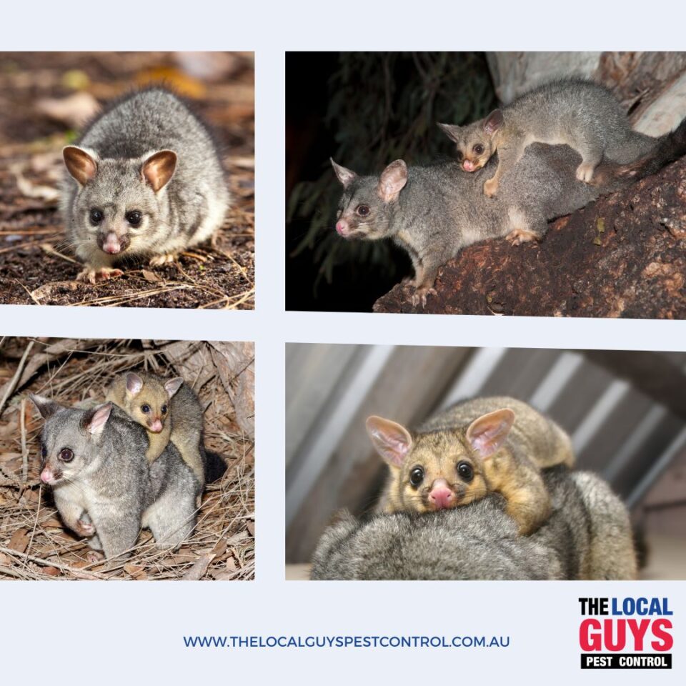 Possums in the Roof | The Local Guys Pest Control | 13 11 05