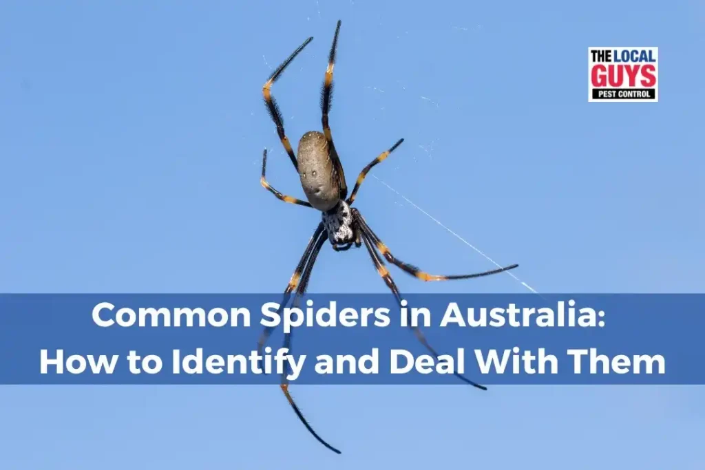 Australian House Spiders Identifying The Most Common Spiders In Sydney