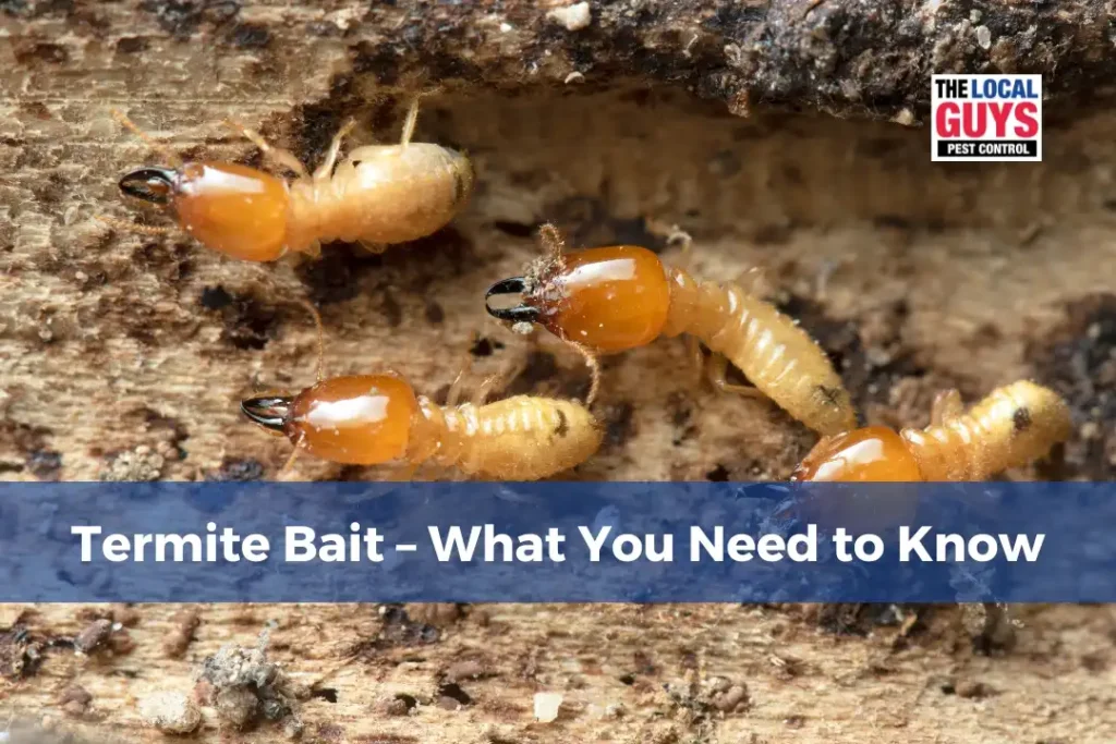 Termite Bait Termite Bait 'Smashed' In Frankston | Blog | Termite