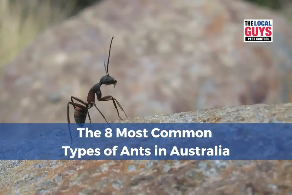 Australian Ants Size