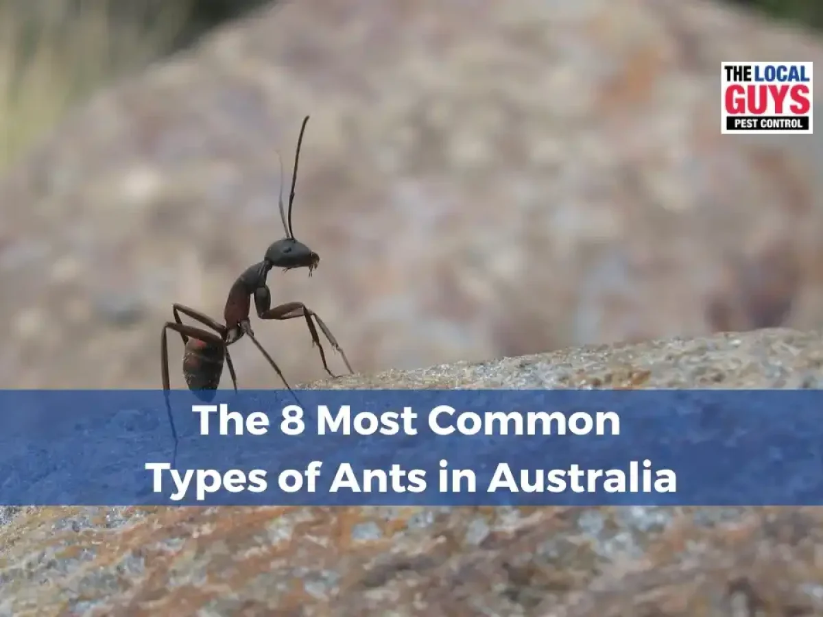 Types Of Ants Eight Common Invaders Terminix Blog Hawaiian Carpenter