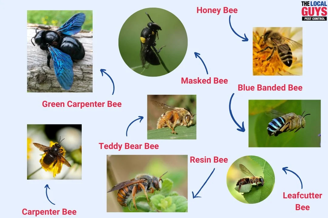 Types of Bees in Australia | 13 11 05 | The Local Guys Pest Control