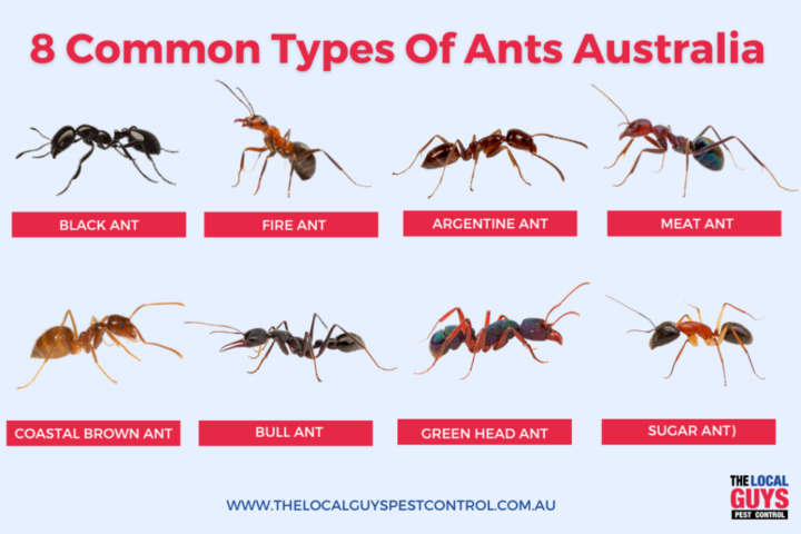 The 8 Most Common Types of Ants Australia | The Local Guys Pest Control