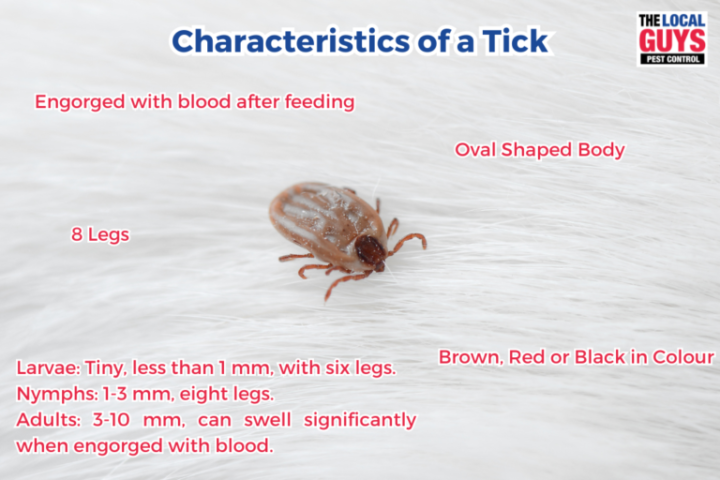 The Dangers of Ticks On Dogs | The Local Guys Pest Control