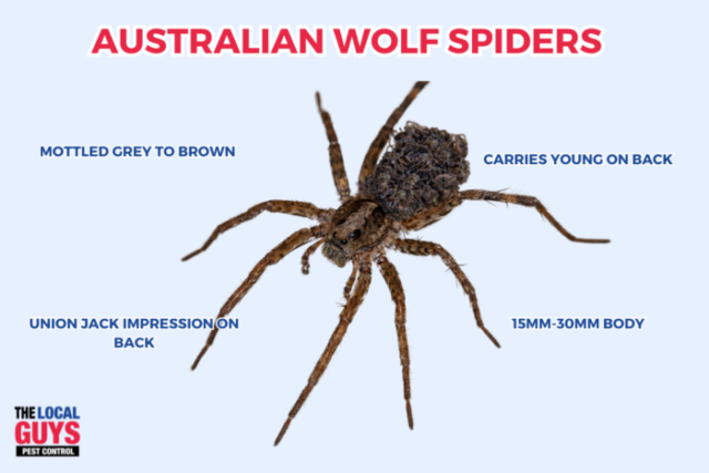 Australian Wolf Spider | The Local Guys Pest Control