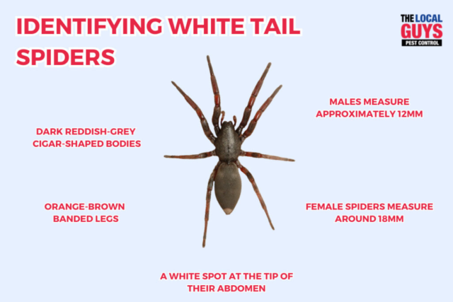 The Truth About White Tail Spiders | 13 11 05 | The Local Guys Pest Control