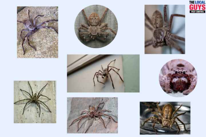 The Huntsman Spider: How Dangerous Is Australia's 8 Legged Wonder