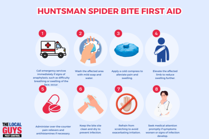 The Huntsman Spider: How Dangerous Is Australia's 8 Legged Wonder