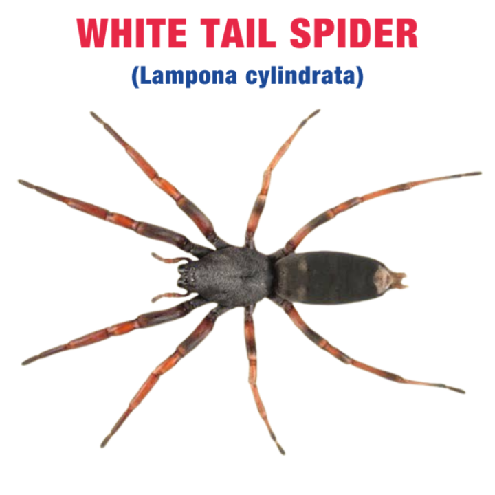 Common Spiders in Australia | The Local Guys Pest Control | 13 11 05