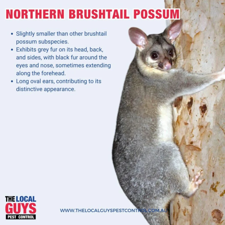 Possums in the Roof | The Local Guys Pest Control | 13 11 05