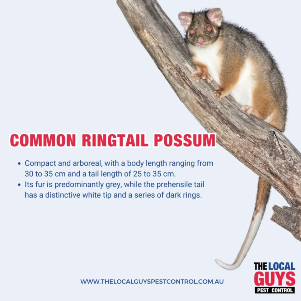Possums in the Roof | The Local Guys Pest Control | 13 11 05