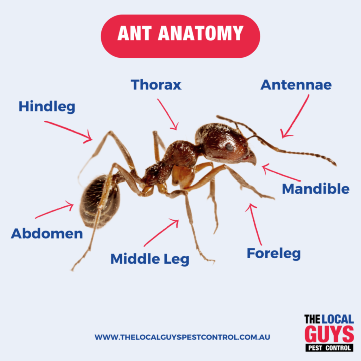 Australian Ants: Types, Control & The Local Guys